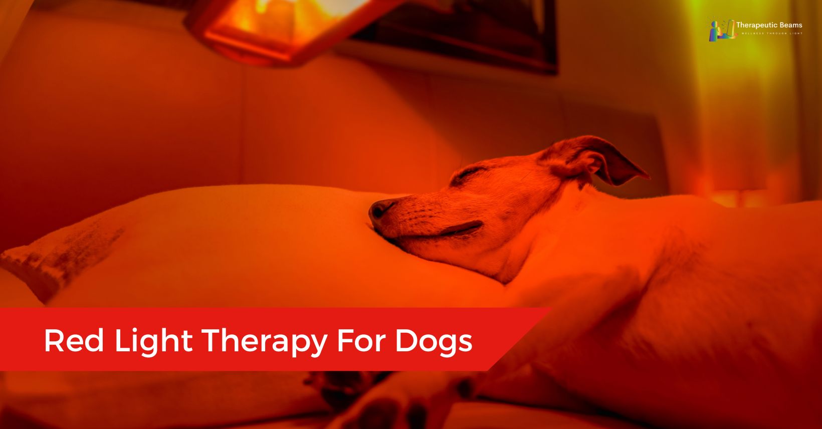 Red Light Therapy For Dogs: Can It Transform Your Dog's Life ...